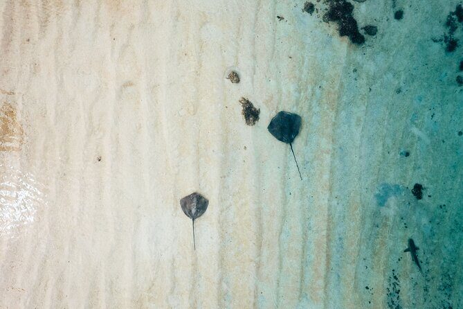 Lagoon Exploration and Snorkeling in Moorea - The Experience of Guides and Crew