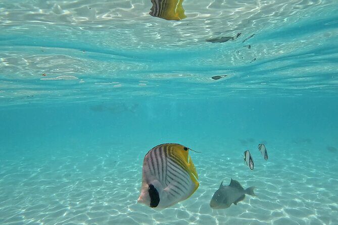 Lagoon Exploration and Snorkeling in Moorea - Who Will Love This Experience?