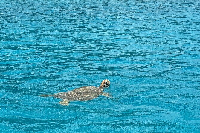 Lagoon Exploration and Snorkeling in Moorea - Frequently Asked Questions