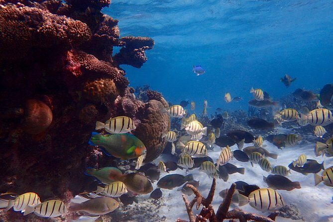 Lagoon Explorer - Ningaloo Reef Full-Day Kayaking and Snorkeling Adventure - Who Would Love This Tour?