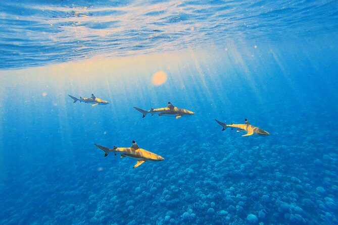 Lagoon Tour - Discover the magnificent lagoon of Moorea