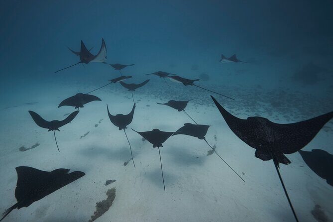 Lagoon Tour - Discover the magnificent lagoon of Moorea - Practical Tips for the Tour