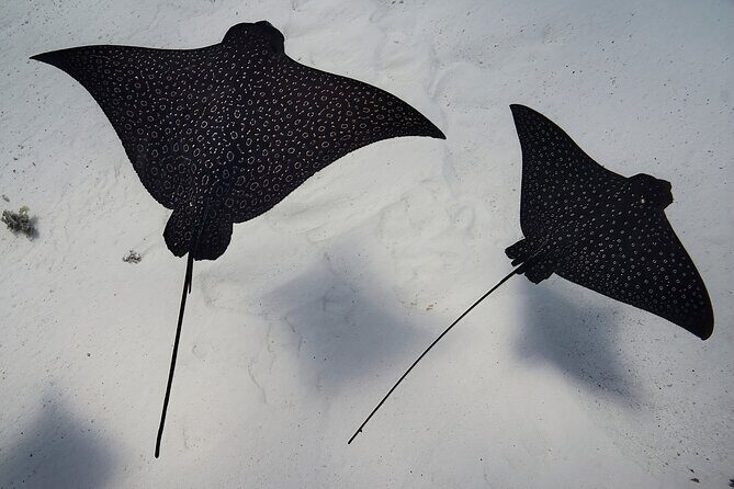 Lagoon Tour - Discover the magnificent lagoon of Moorea - Who Is This Tour Best For?