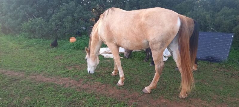 Lagos: A walk with a rescued horse at the sanctuary - FAQ
