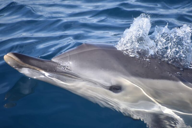 Lagos: Combo Dolphin and Benagil Tour with Marine Biologist - Lagos: Combo Dolphin and Benagil Tour with Marine Biologist — An Authentic Algarve Experience