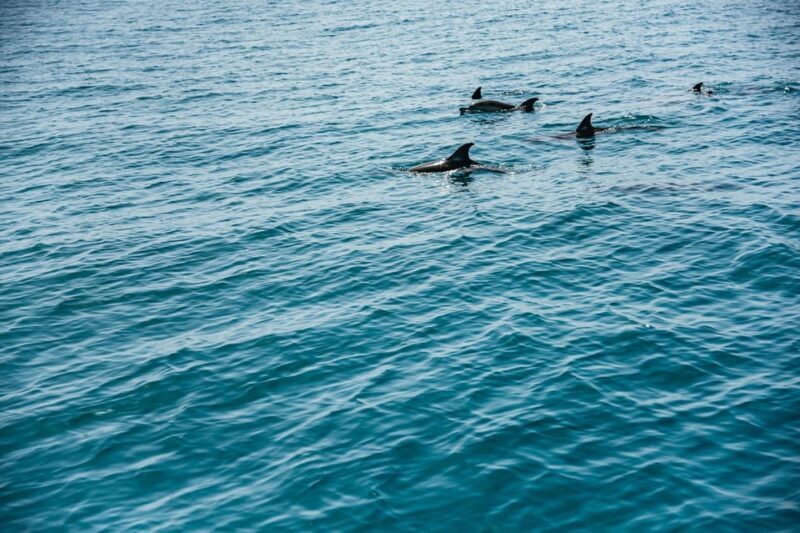 Lagos: Dolphin Watch Tour with Professional Marine Biologist - Who Should Consider This Tour?
