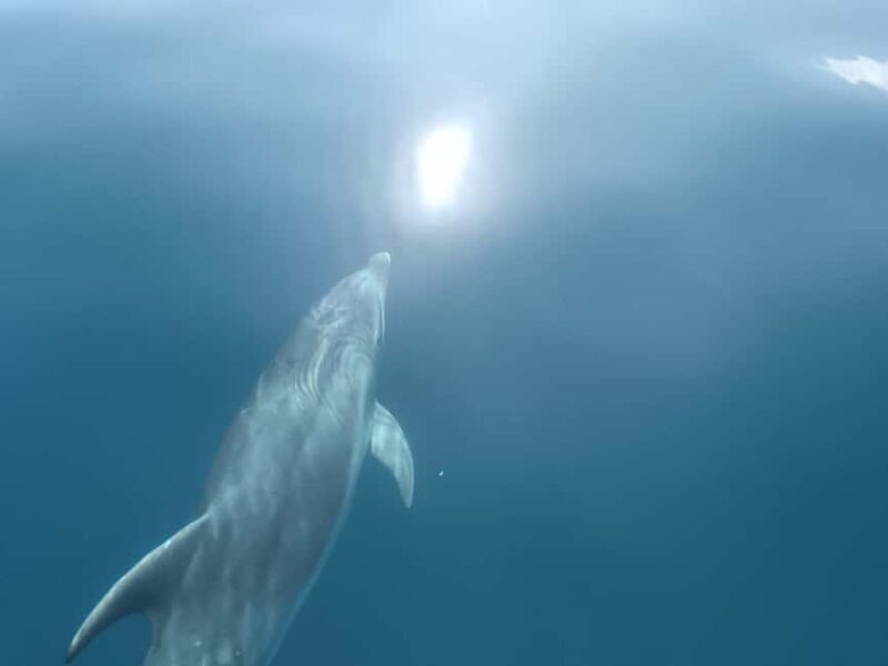 Lagos: Dolphin Watching Tour - The Experience: From Departure to Return