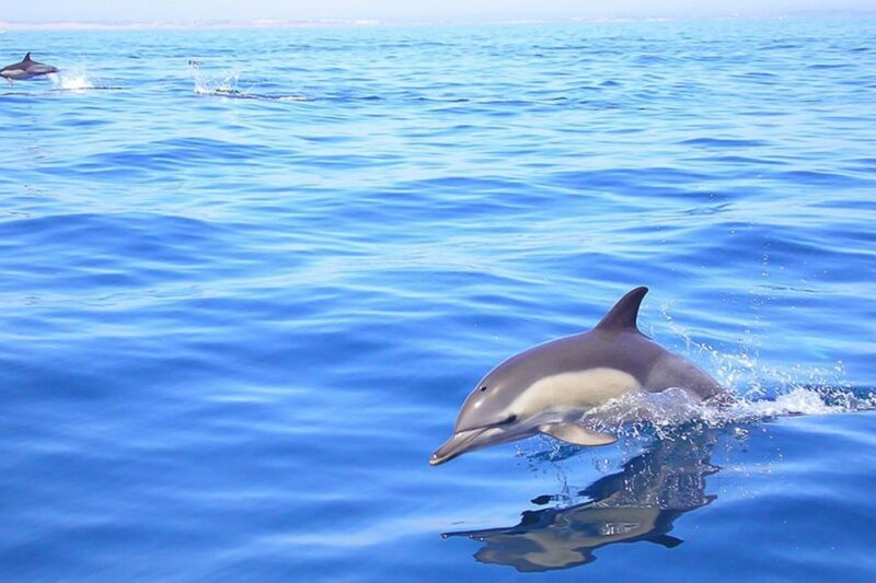 Lagos: Dolphin Watching with Professional Marine Biologists - In-Depth Review of the Dolphin Watching Tour in Lagos