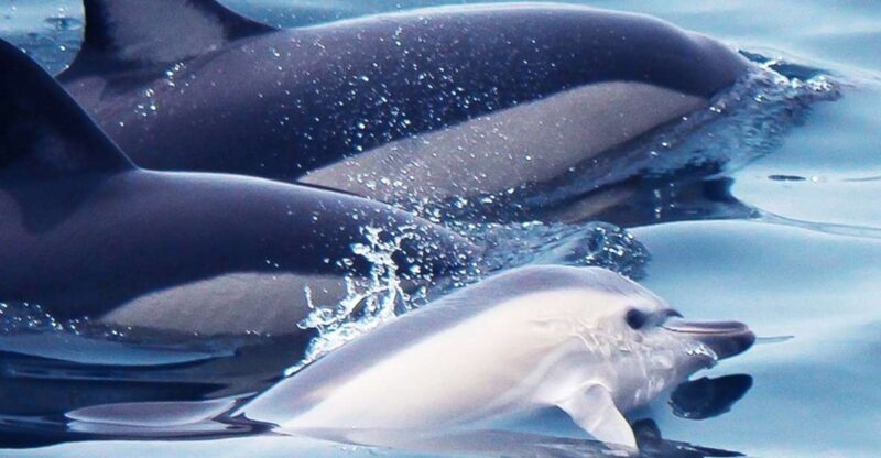 Lagos: Dolphin Watching with Professional Marine Biologists - FAQs