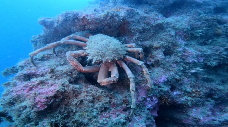 Lagos: Guided Scuba Diving Trip for Beginners - FAQ