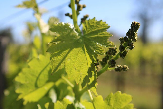 Lagos, Portimão & Carvoeiro: Wine Tasting, Tapas & Music Tour - FAQ