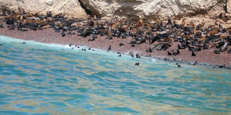 Lagos/Praia da Luz: Wine Tour, Tastings, Tapas, and Music - FAQs