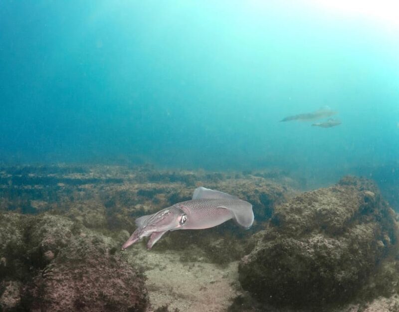 Lagos: Scuba Diving Experience for Beginners - Lagos: Scuba Diving Experience for Beginners