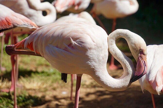 Lagos Zoo Admission Ticket - Exploring Lagos Zoo Admission Ticket: A Family-Friendly Day in Portugal