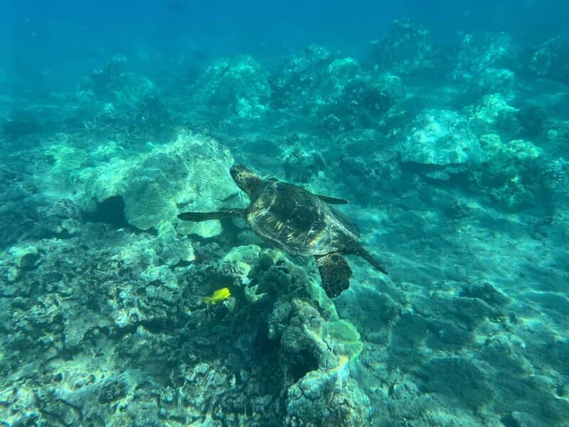 Lahaina: Olowalu Coral Reef Snorkeling Tour - An Authentic, Well-Organized Snorkeling Experience