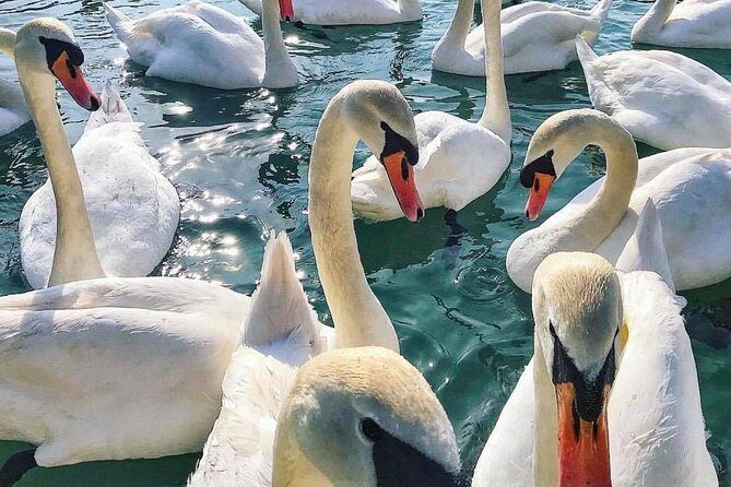 Lake Bled Tour from Ljubljana - Authentic Experiences & Insider Tips