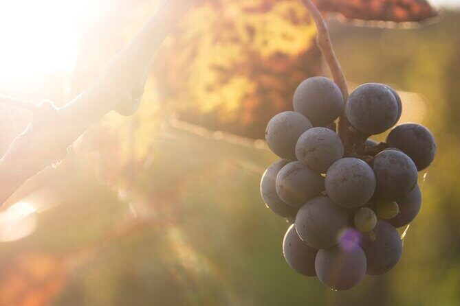 Lake Country Casual Experience - What You Can Expect from the Wine Tasting