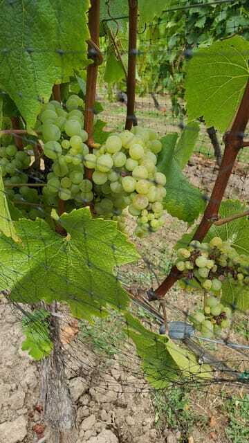 Lake Country Wine Tour (full day) - The Value of This Experience