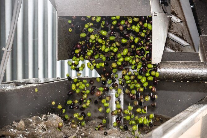 Lake Garda Olive Oil Tour and Tasting Experience - Limitations and Considerations