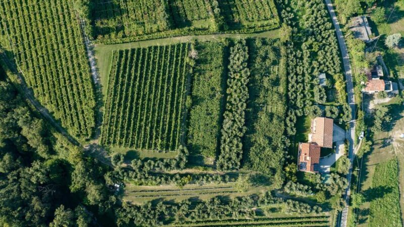 Lake Garda: Tour with 4 Olive Oil Tasting & Local Food - Discovering Lake Gardas Olive Oil Heritage