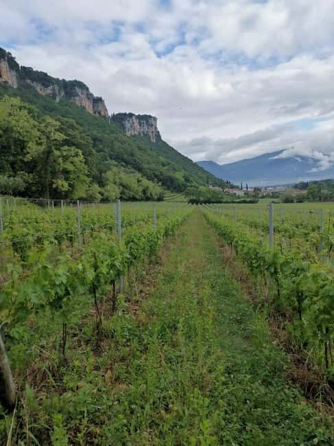 LAKE GARDA: VINEYARD AND WINERY TOUR - Exploring the Lake Garda Vineyard and Winery Tour in Depth