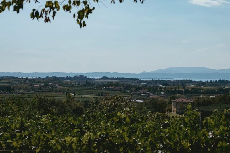 Lake Garda: Vineyard Tour and Tasting on the Hills - The Experience Breakdown: From Vine to Glass