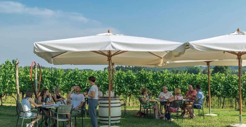 Lake Garda: Wine and Food Tastings in the Vineyards - Overview of the Experience