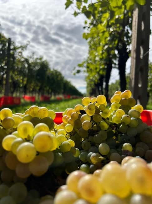 Lake Garda: Wine Tasting and Myths Tour with Local Snacks - Key Points