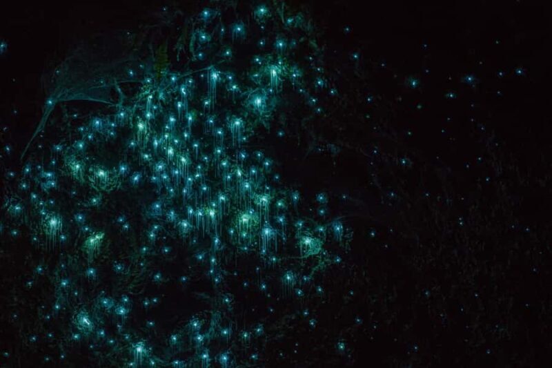 Lake Karapiro: Evening Kayak Glowworm Tour - Key Points