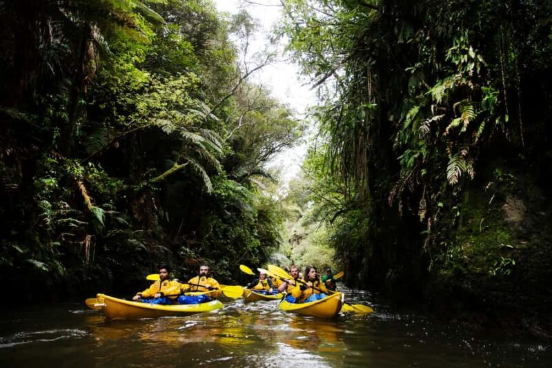 Lake Karapiro: Evening Kayak Glowworm Tour - Setting the Scene: What to Expect on the Tour