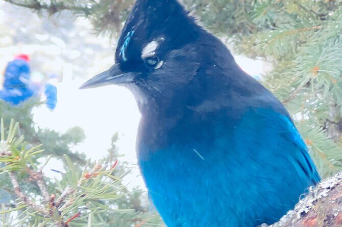 Lake Louise, Moraine Lake, Emerald Lake and Johnston Canyon Tour - Final Thoughts