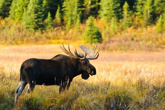 Lake Louise & Moraine Self-Guided Driving Audio Tour - Frequently Asked Questions