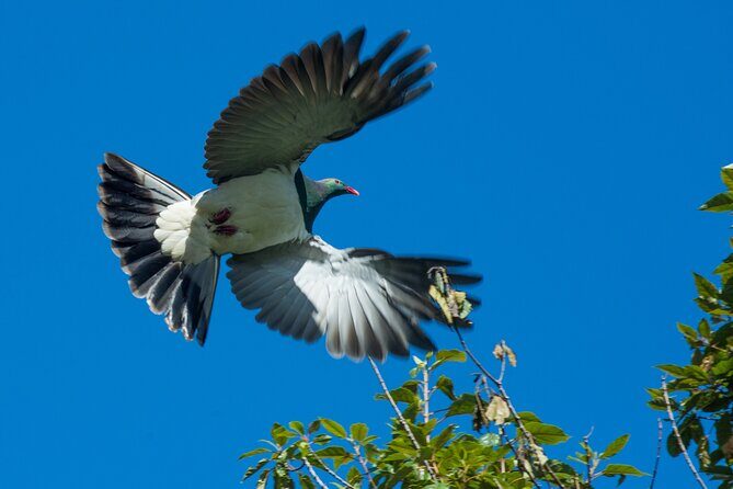 Lake Matheson Nature Tour - What We Love About This Tour