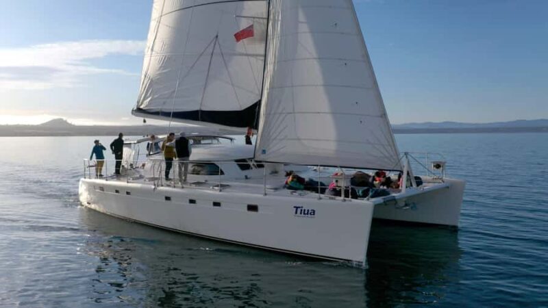 Lake Taupo: Luxury Sailing Catamaran to Mori Rock Carvings - Key Points