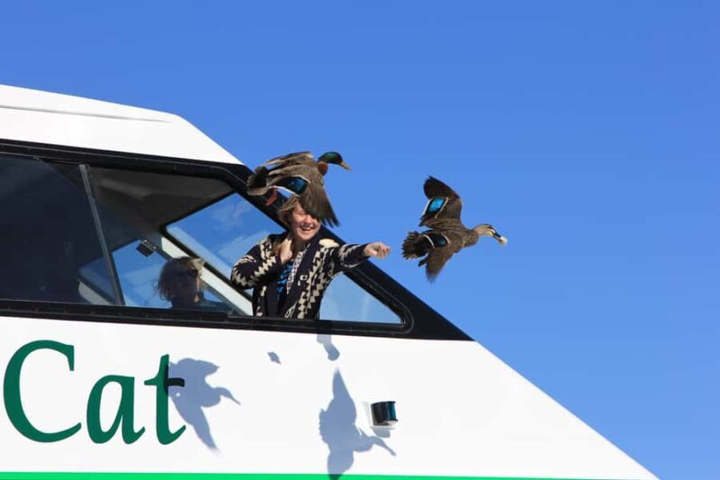 Lake Taupo: Maori Rock Carvings 10.30 AM 1.5-Hour Cruise - Key Points