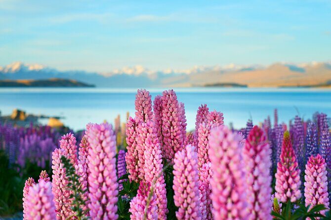 Lake Tekapo Private Day Trip from Queenstown - The Itinerary Breakdown: What to Expect