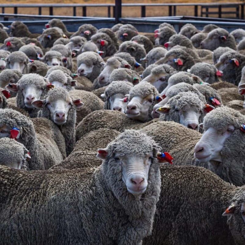 Lake Tekapo Scenic 4WD Cass Valley Wilderness Tour - What to Expect on the Tour