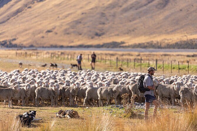 Lake Tekapo Scenic Wilderness Cass Valley Tour - Who Will Love This Tour?