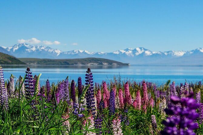 Lake Tekapo to Mt Cook One-Way Small Group Tour - Key Points