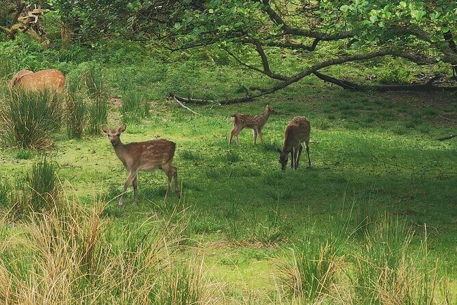 Lakes of Killarney and Innisfallen Island Tour - An In-Depth Look at the Lakes of Killarney and Innisfallen Island Tour