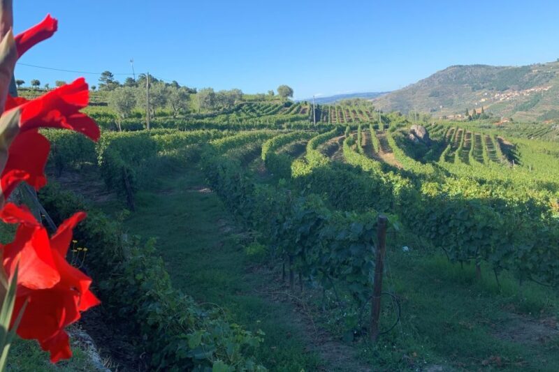 Lamego: Quinta da Portela de Baixo Winery Tour and Tasting - Key Points