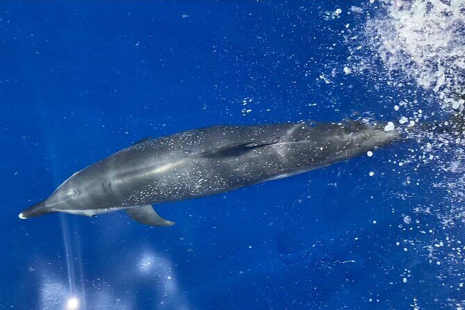 Lana'i Snorkel And Dolphin Quest with Maui Turtle Spot Tour - Introduction