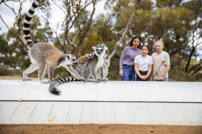 Land of the Lemurs Experience & a Day at Monarto Safari Park - What is the Land of the Lemurs Experience?