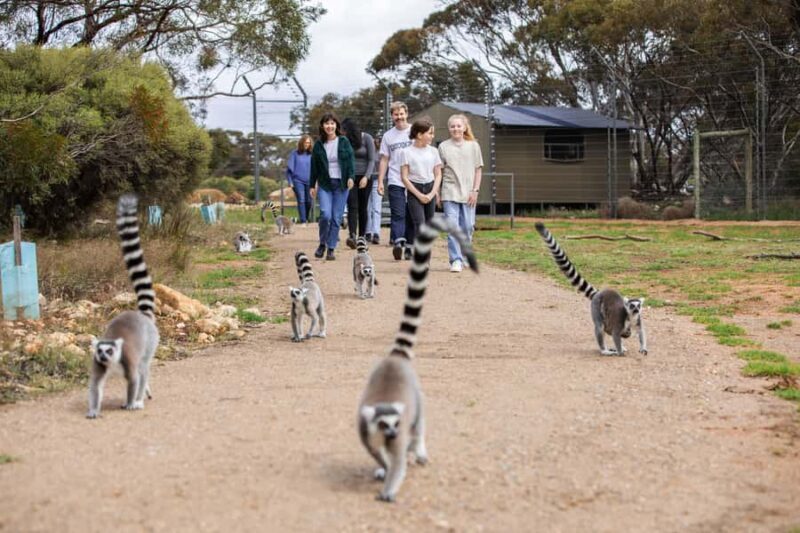 Land of the Lemurs Experience & a Day at Monarto Safari Park - Conservation and Education