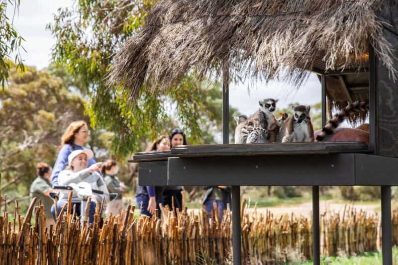 Land of the Lemurs Experience & a Day at Monarto Safari Park - Authenticity and Unique Selling Points