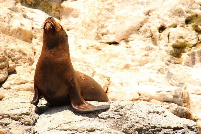 Land's End Sightseeing Boat Tour in Los Cabos - The Sum Up