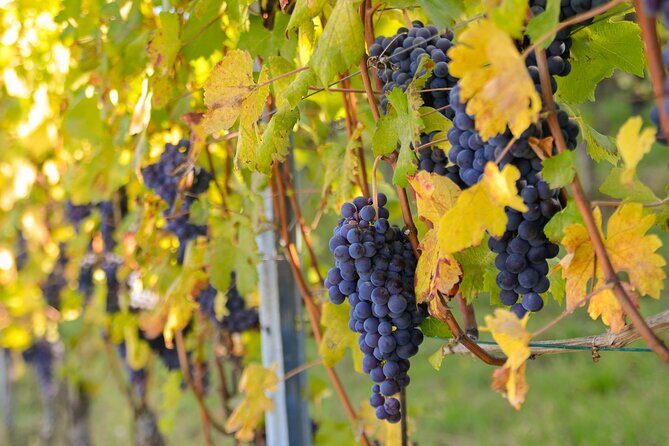 "Langhe del Barolo" Private E-bike Tour - Asphalt and Dirt Road - Experience the Charm of the Langhe with a Private E-bike Tour