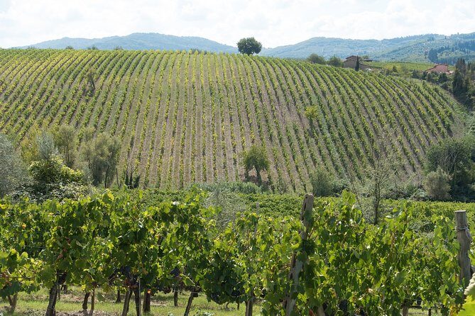 Langhe (Piedmont): Wine Tasting Experience - An In-Depth Look at the Langhe Wine Tasting Tour