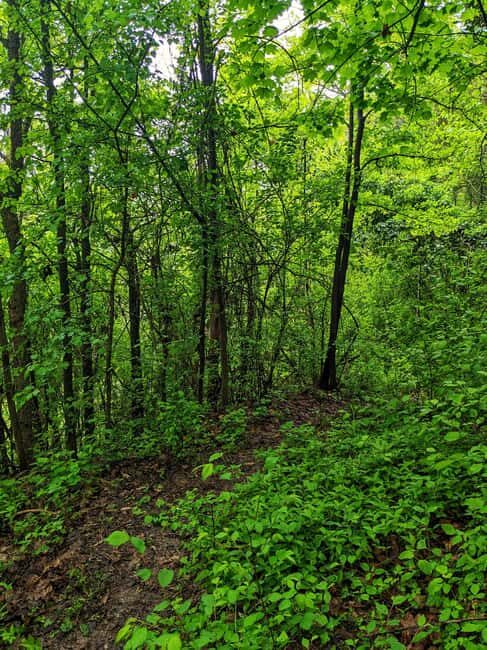 Langhe: Truffle Hunt with Local Trifulau and Dog - A Genuine Look at the Langhe Truffle Hunt with a Local Trifulau and Dog