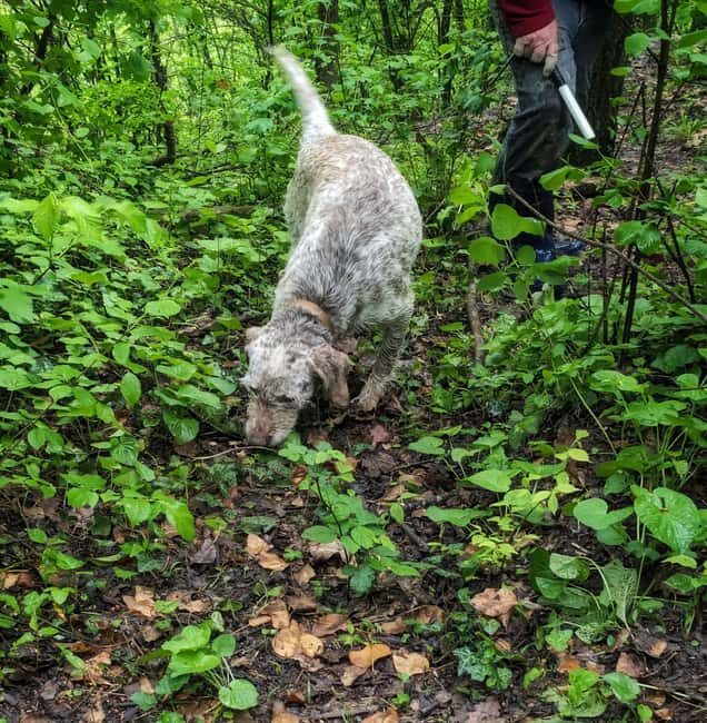 Langhe: Truffle Hunt with Local Trifulau and Dog - Key Points